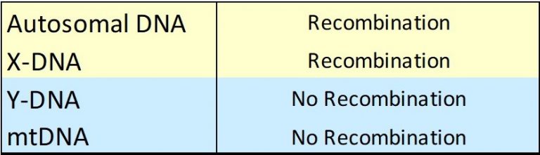 Y-Chromosome Adam and Mitochondrial Eve